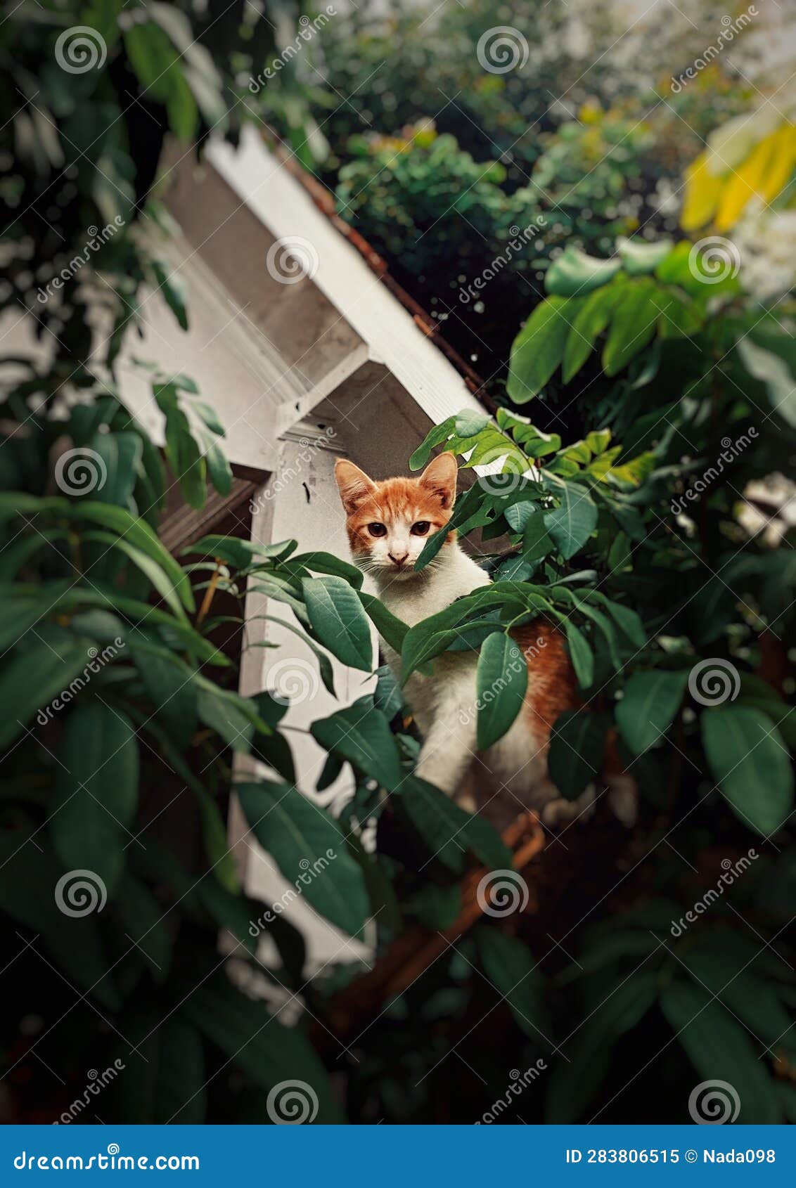 A Cute Cat Hiding Behind a Tree Stock Image - Image of mystery, animal ...