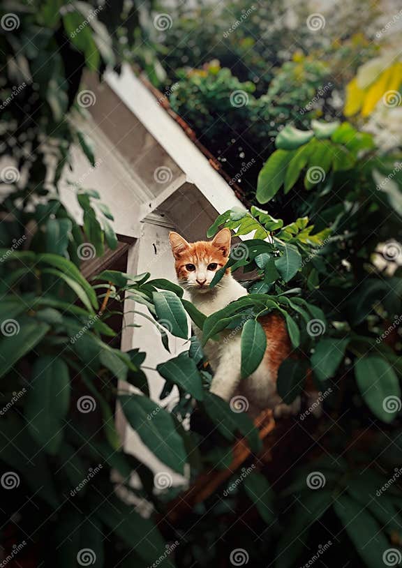 A Cute Cat Hiding Behind a Tree Stock Image - Image of mystery, animal ...