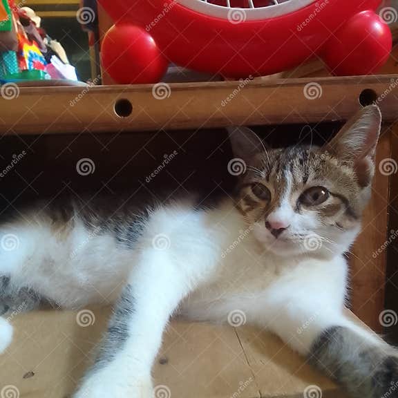 Cute Cat Hiding Under the Table on the Table There is a Fan Stock Image ...