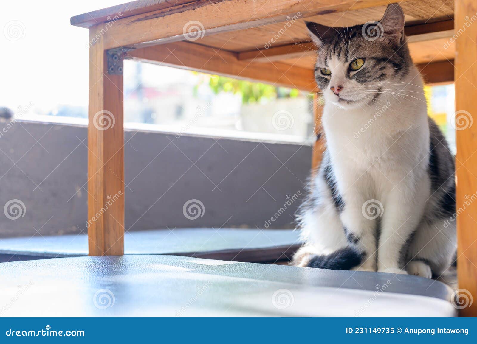 A Cute Cat Hiding Under Wood Table in Cat Cafe. Stock Image - Image of ...
