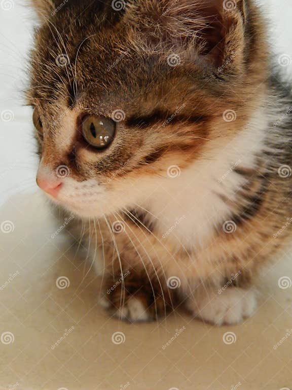 Cute CAT , High Resolution , Animals Stock Photo - Image of tiffn ...