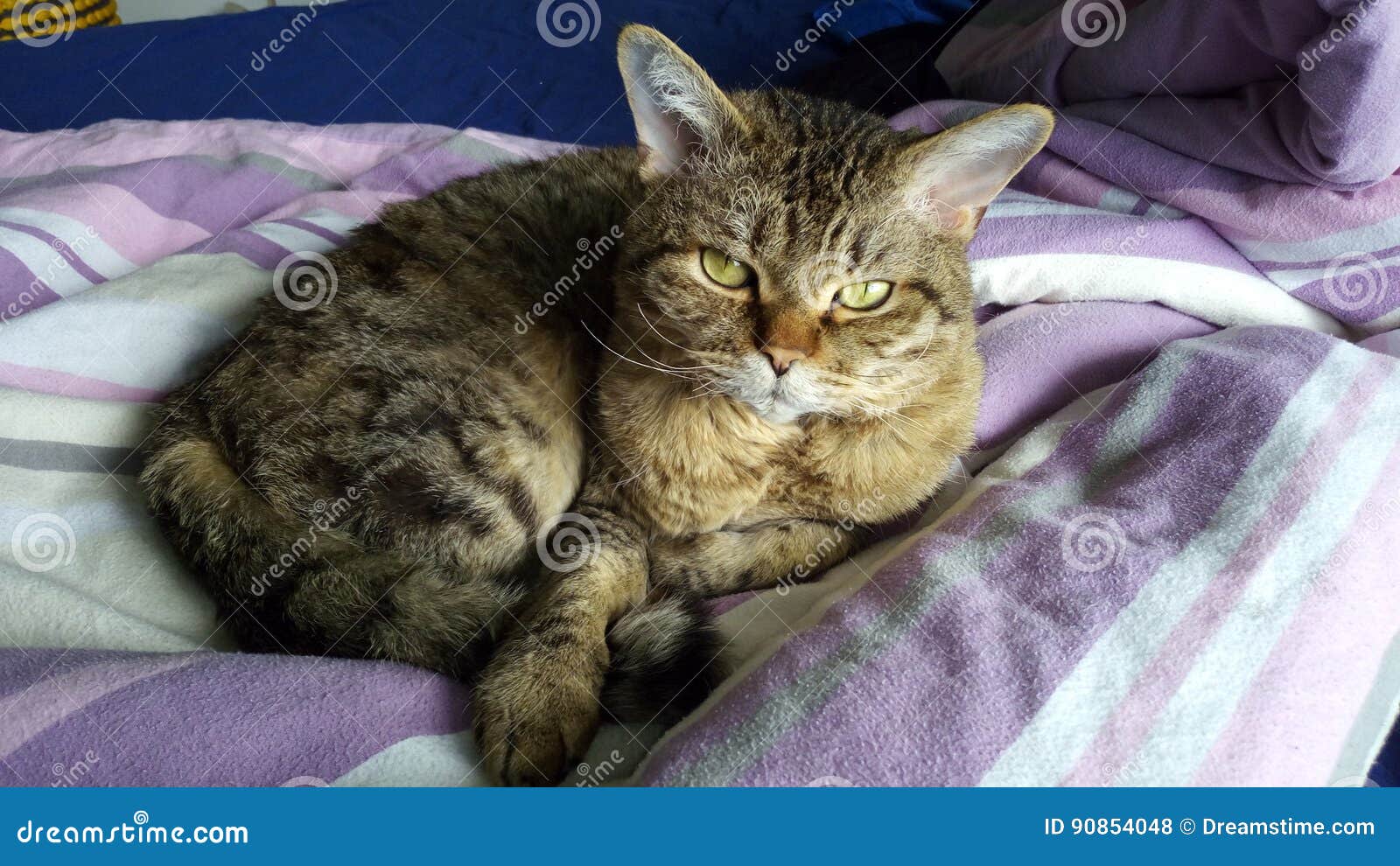 A Cute Cat stock photo. Image of name, moritz, cute - 90854048