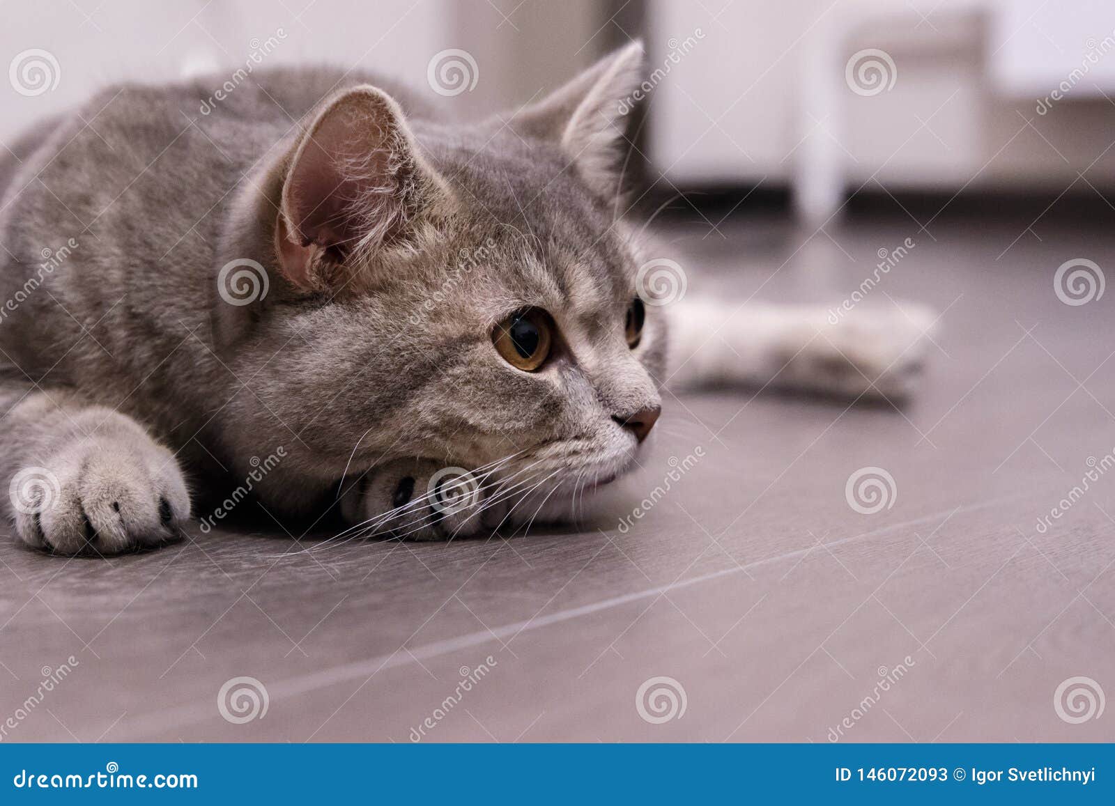 Cute cat at home stock image. Image of animal, adorable - 146072093