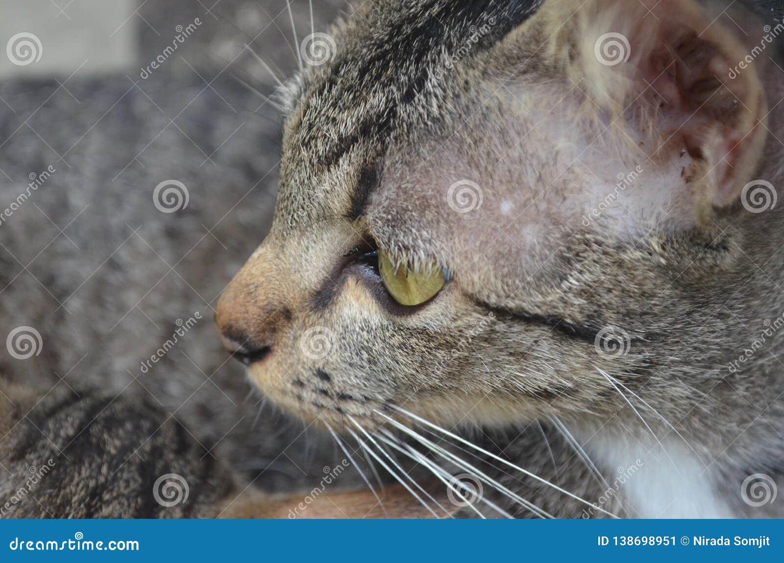 Cute Cat in Home stock image. Image of cute, little - 138698951