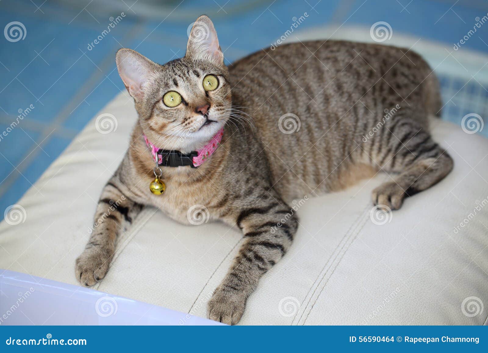 Cute cat stock photo. Image of downy, animal, cute, friendship - 56590464