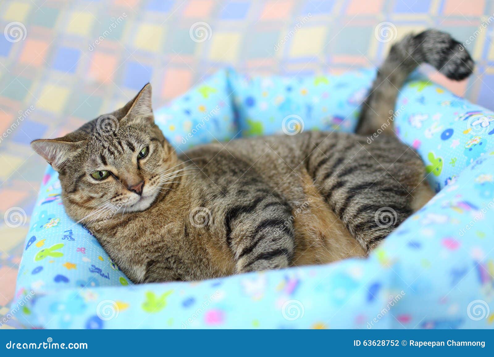 Cute cat stock photo. Image of laziness, chill, home - 63628752