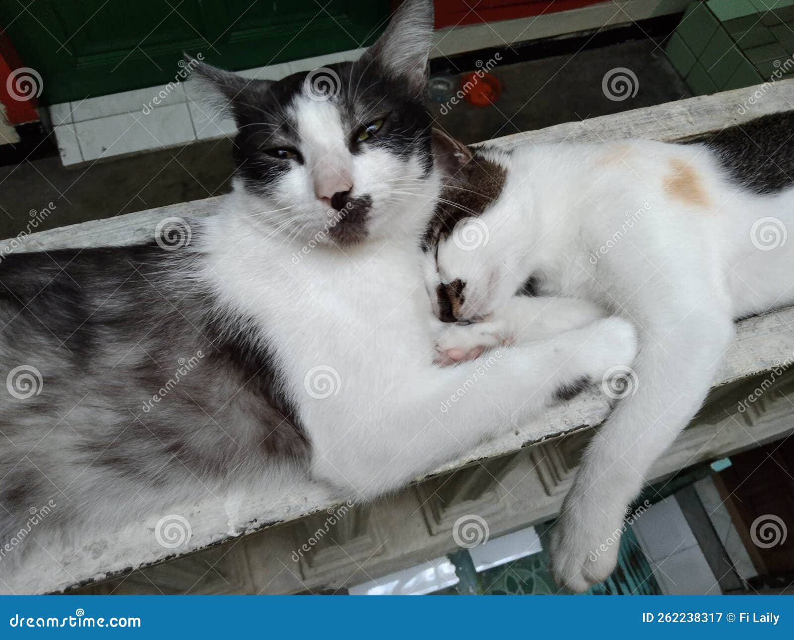 Cute Cat Hug stock image. Image of carnivore, snow, black - 262238317