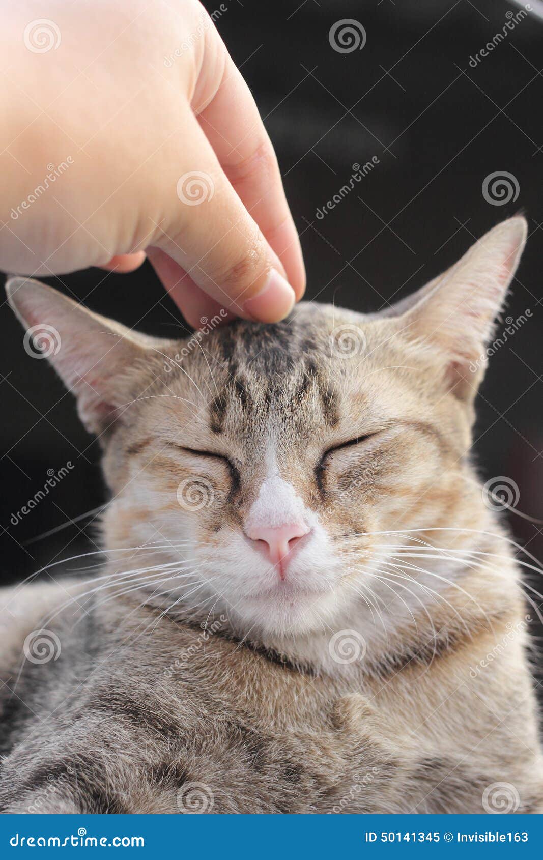 Cute Cat stock image. Image of head, care, background - 50141345
