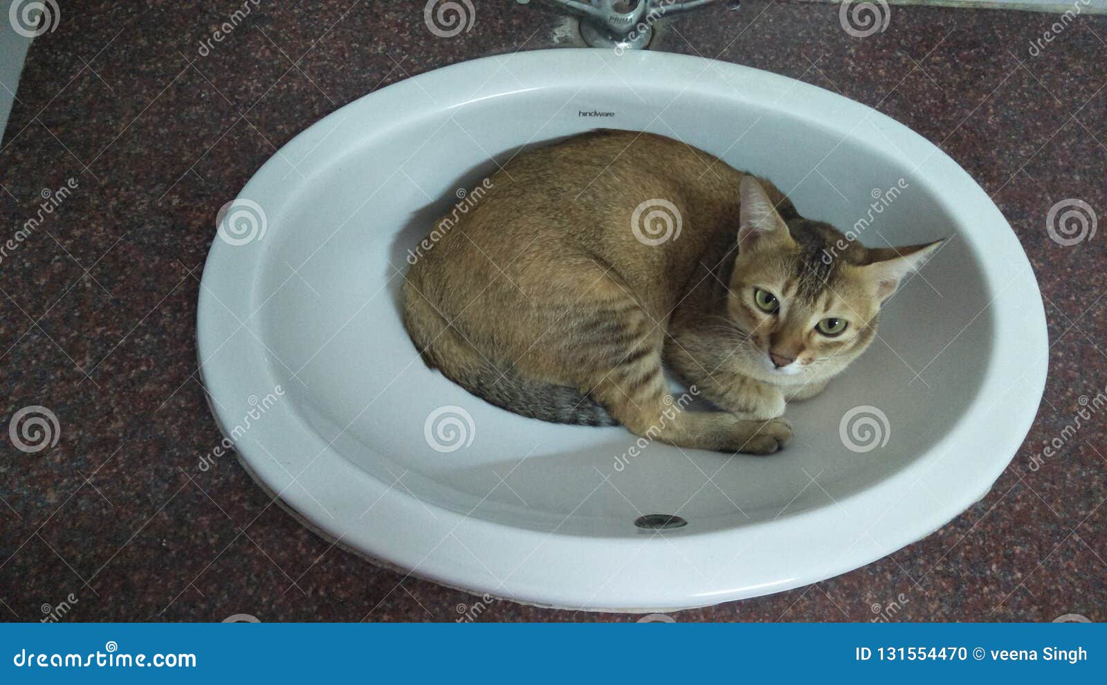 Cute cat stock photo. Image of bath, taking, cute, style - 131554470