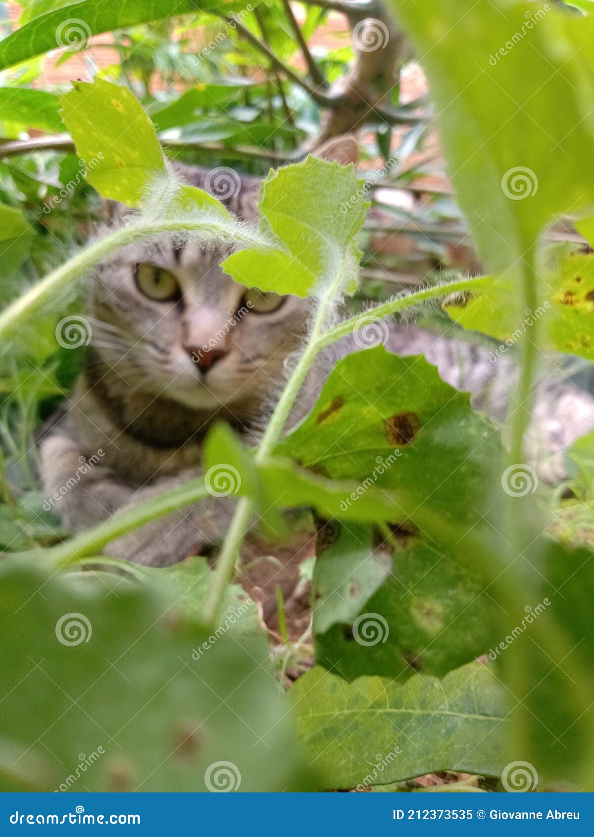 Cute Cat Image Under a Tree Stock Image - Image of shrub, wildlife ...