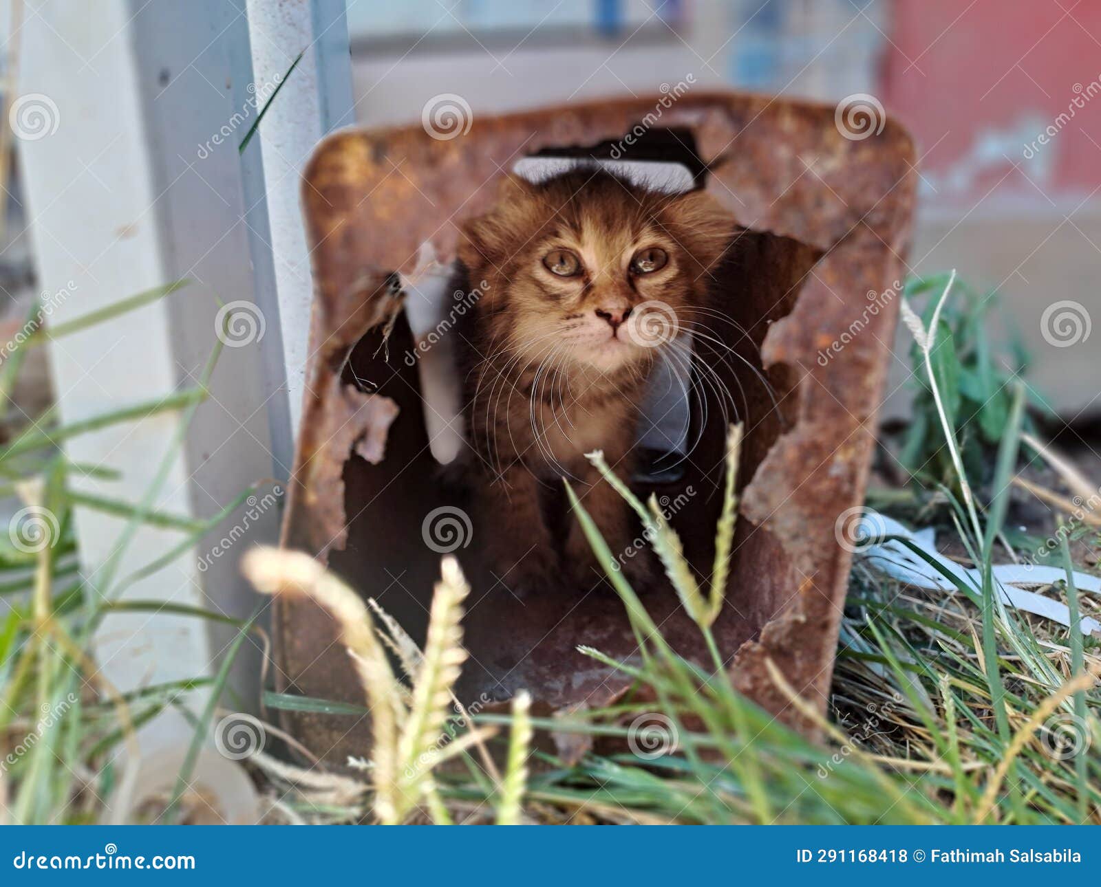 Cute Cat Inside a Rusty Box Stock Photo - Image of cute, flower: 291168418