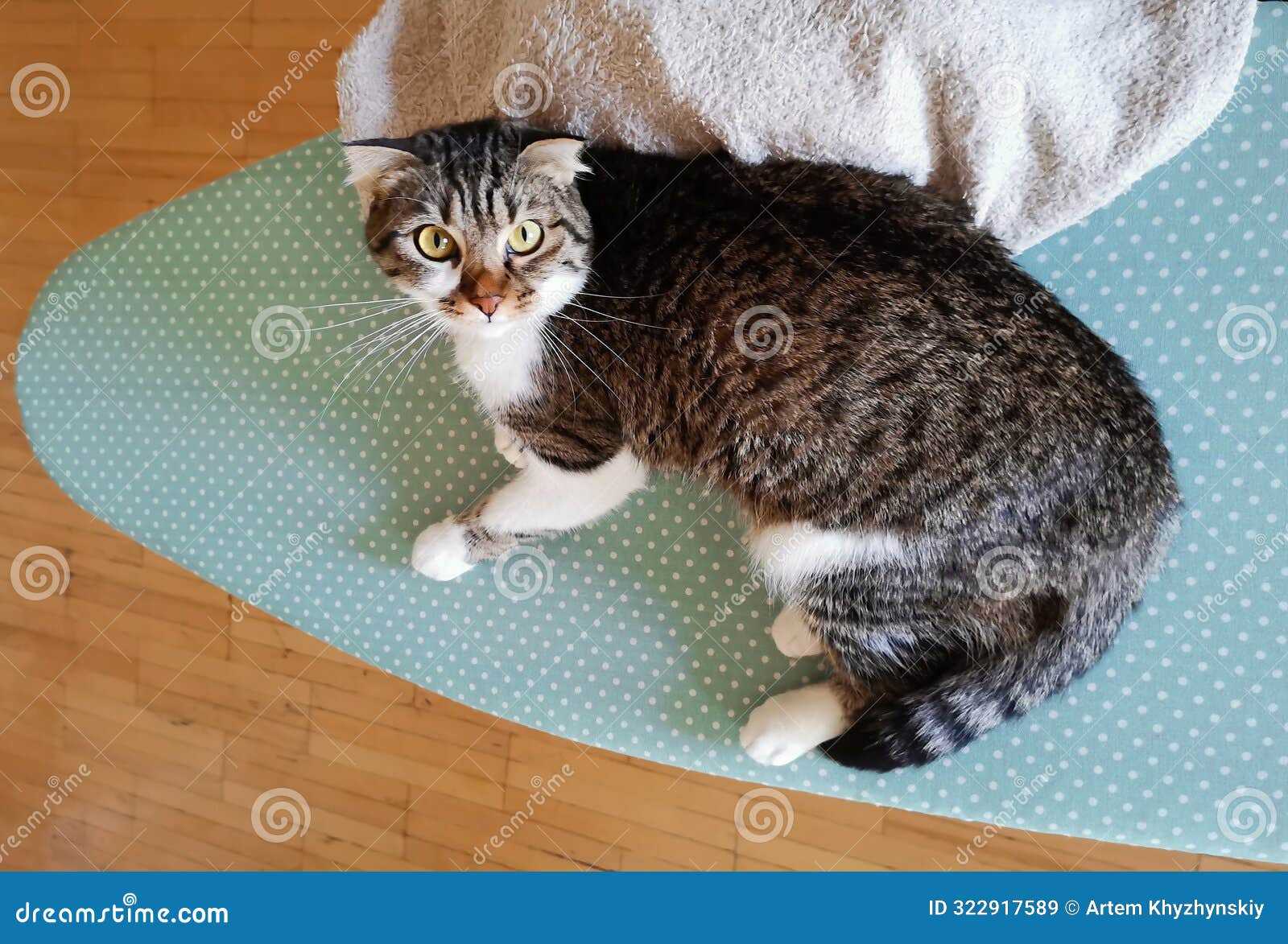 Cute cat on ironing board stock image. Image of animal - 322917589