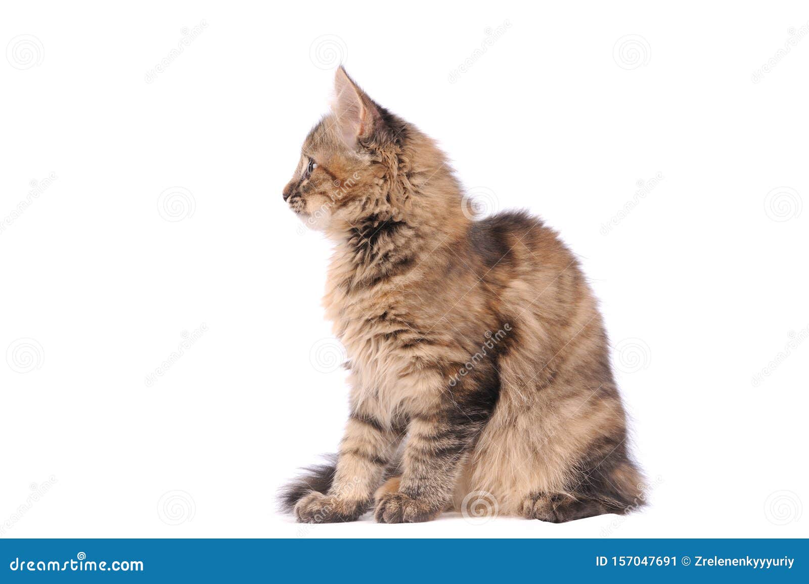 Cute cat isolated on white stock image. Image of kitty - 157047691