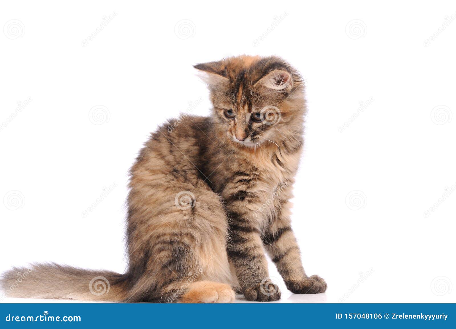 Cute cat isolated on white stock photo. Image of purebred - 157048106