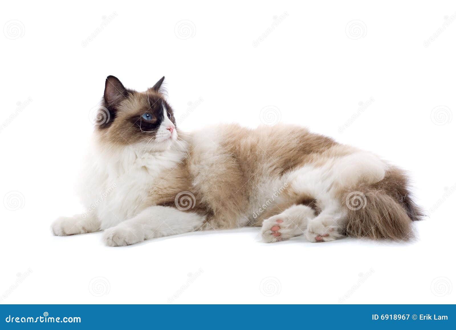 229 Cat Looks Down Isolated Stock Photos - Free & Royalty-Free Stock ...