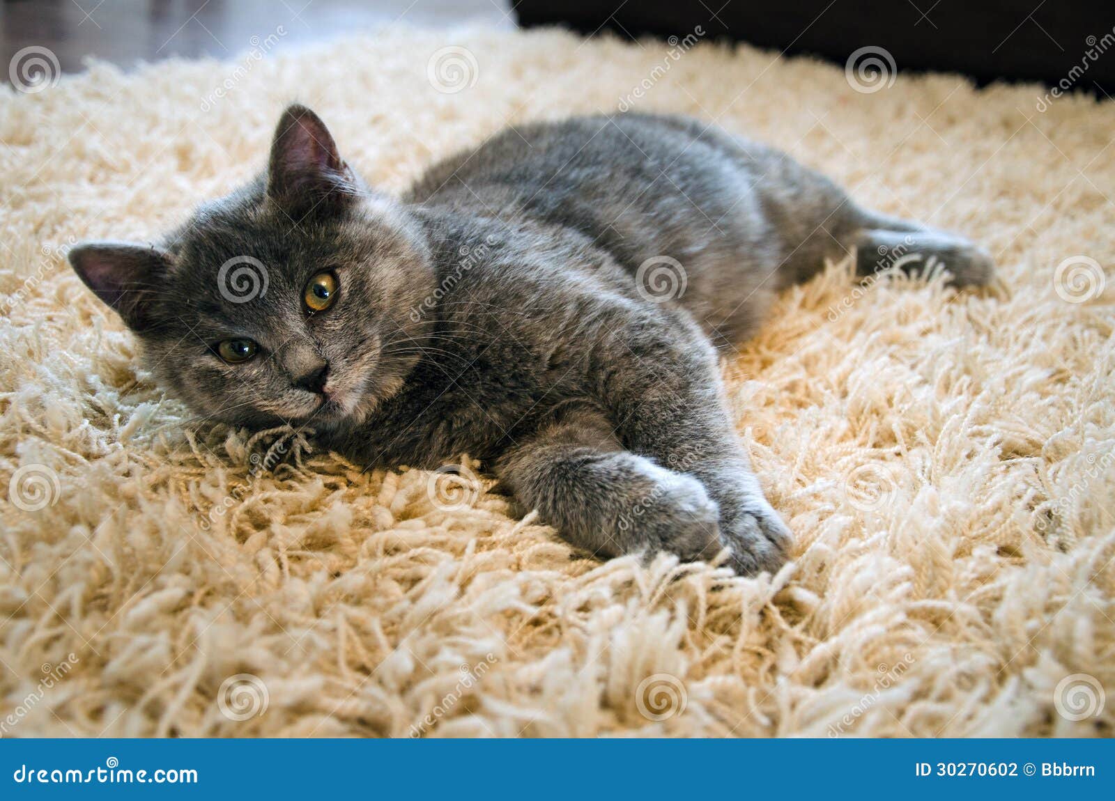 Cat on carpet stock photo. Image of domestic, kitten - 30270602