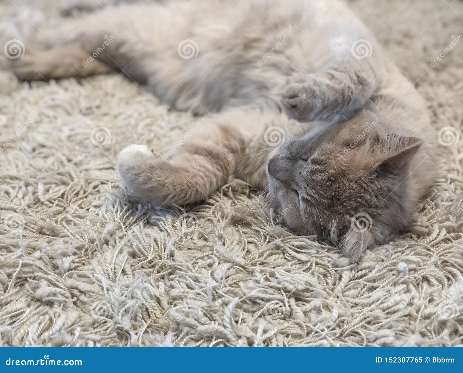 A Cute Cat Laying on Carpet Stock Image - Image of domestic, asleep ...