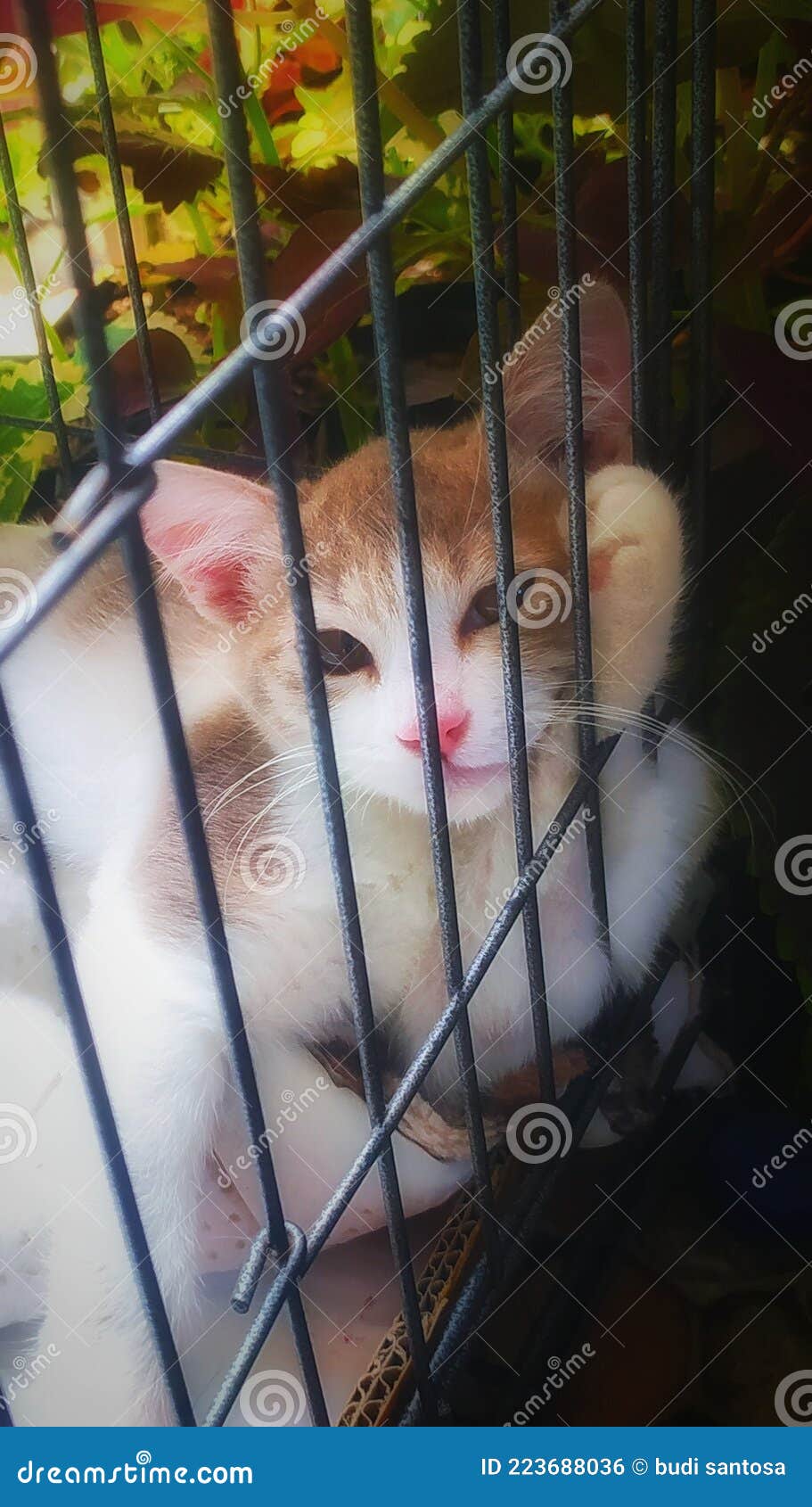 Cute Cat Lazy Time after Eating Stock Photo - Image of eating, cute ...