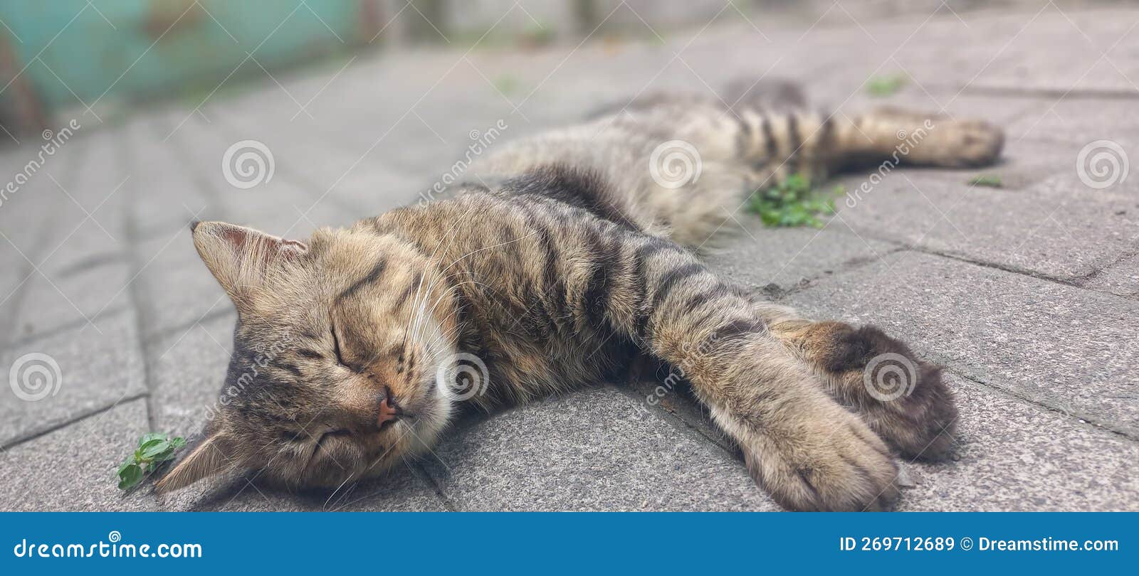 Cute cat like a tiger stock image. Image of kitten, like - 269712689