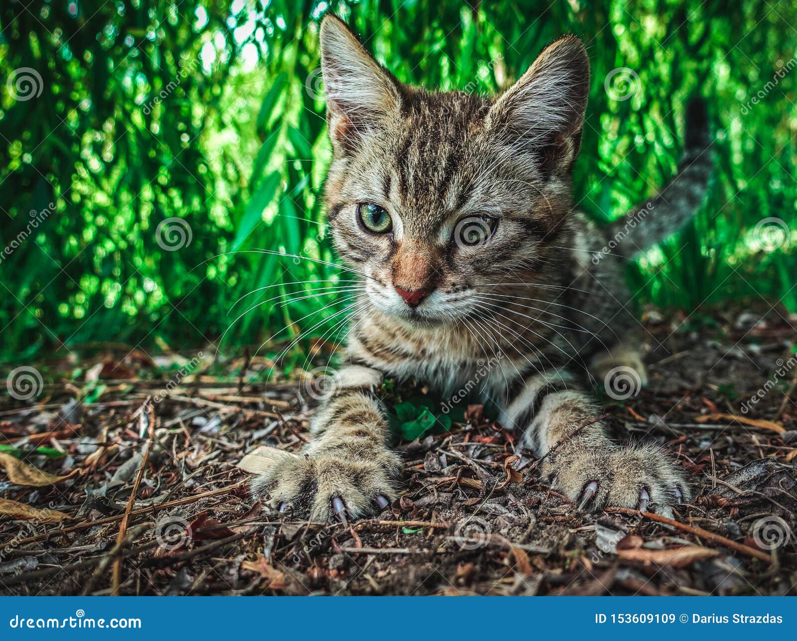 Cute cat, little one stock image. Image of summer, little - 153609109