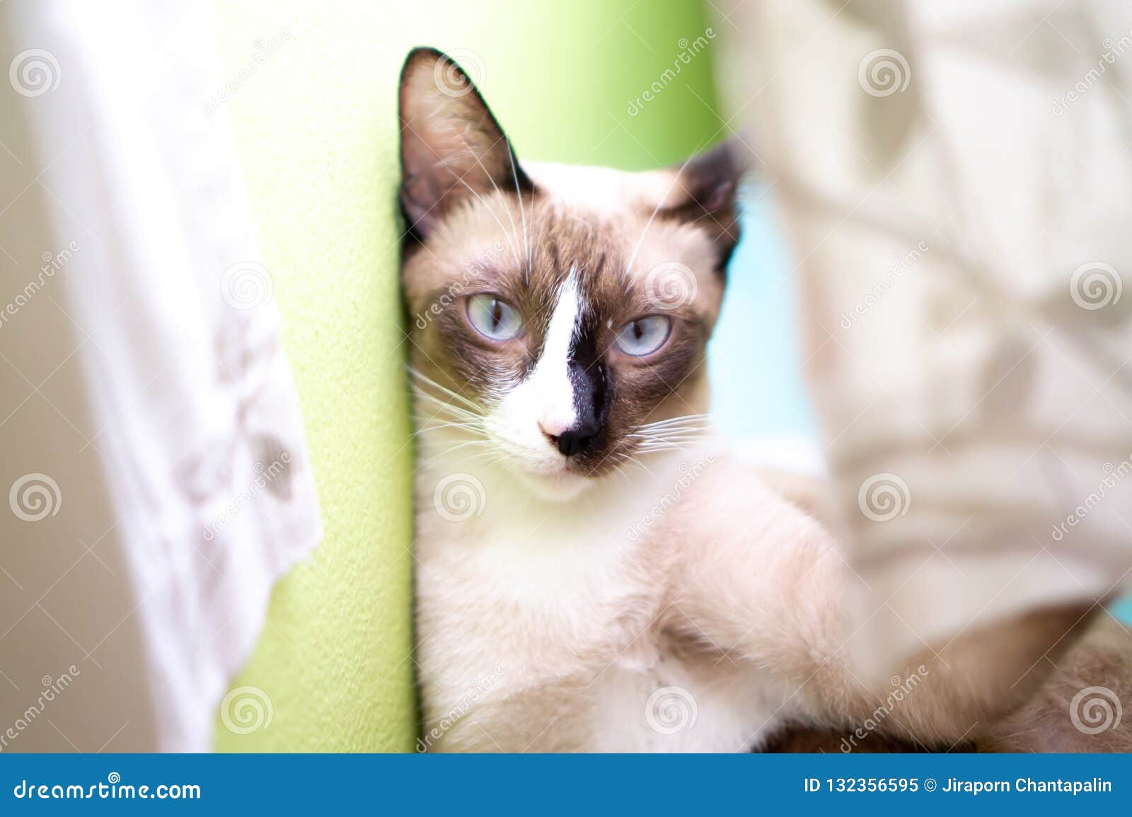 Cute cat look at camera stock image. Image of lookat - 132356595
