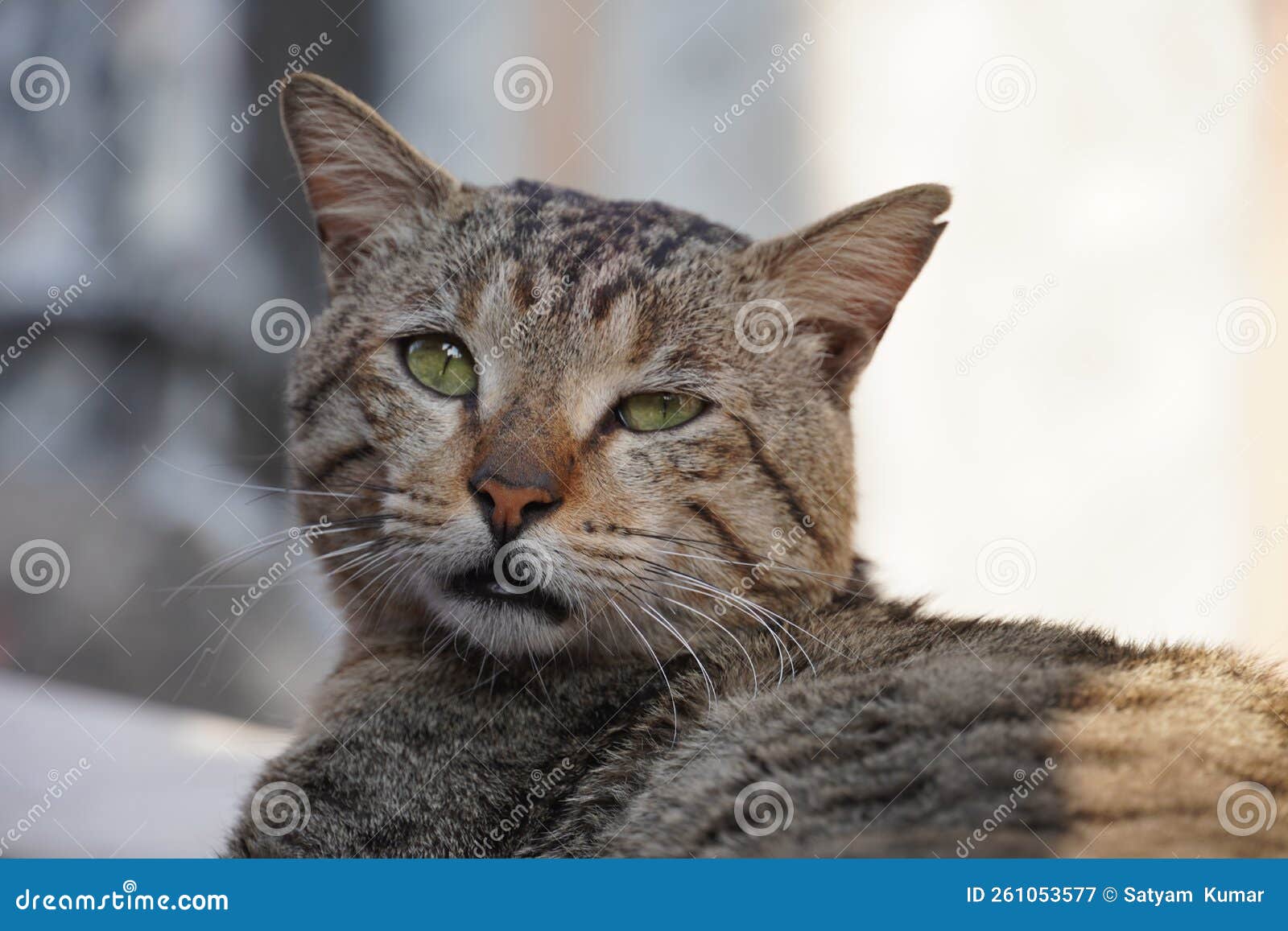 Cute Cat Look at Camera Side Stock Image - Image of face, portrait ...