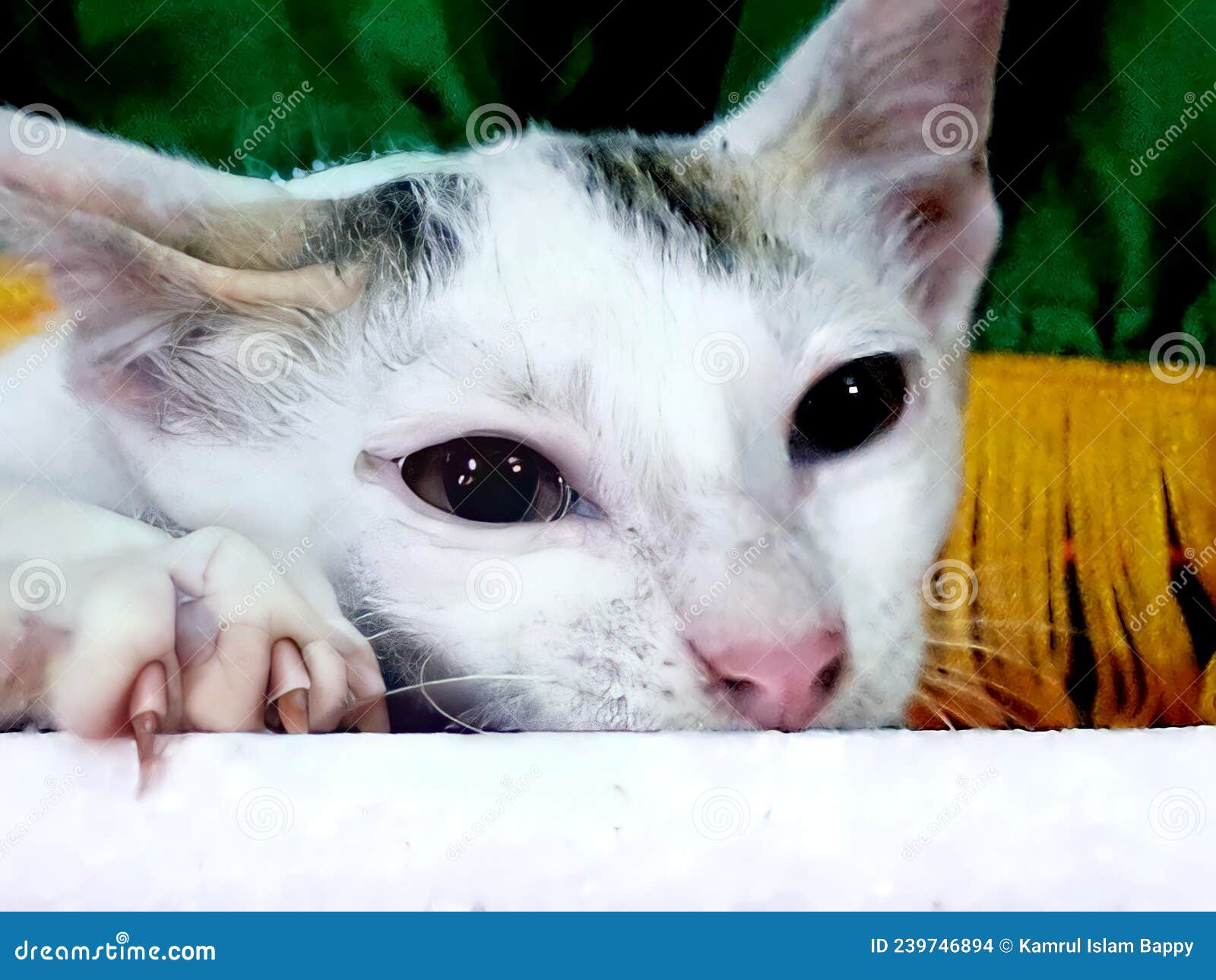 Cute cat look at you stock photo. Image of garden, cats - 239746894