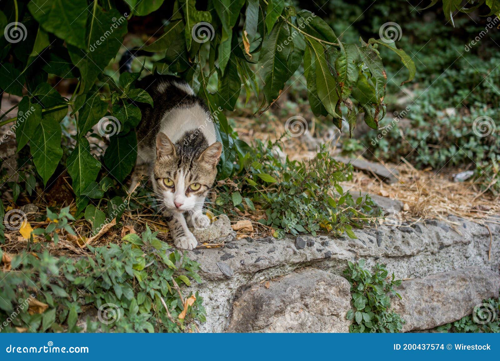 Cute Cat Looking from Behind Plants Stock Photo - Image of kitty ...