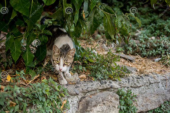 Cute Cat Looking from Behind Plants Stock Photo - Image of kitty ...
