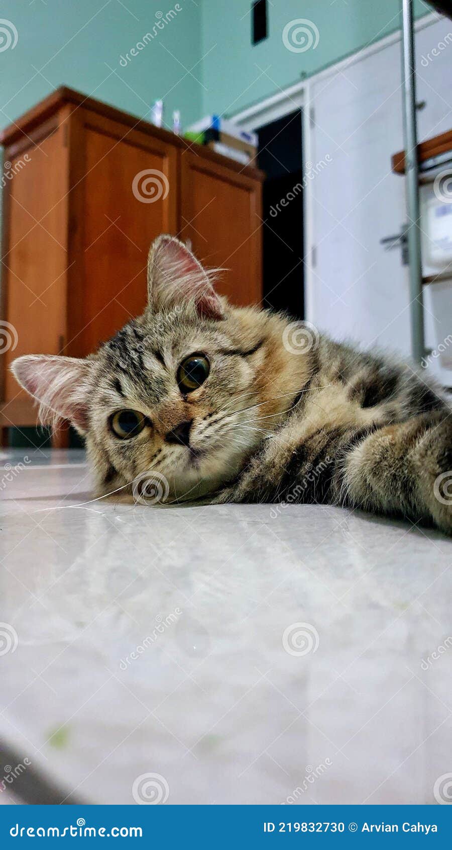 Cute Cat Looking at the Camera Stock Photo - Image of cute, mammal ...