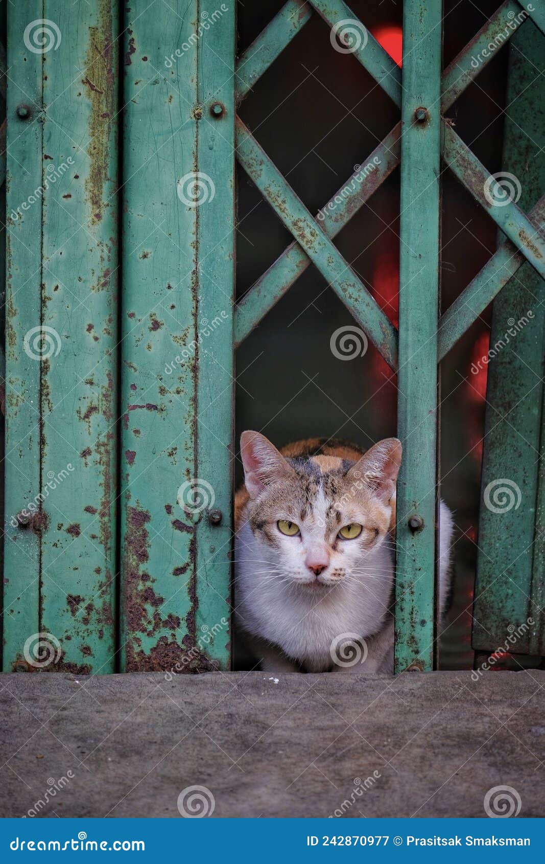 Cat in the door stock image. Image of camera, bird, park - 242870977