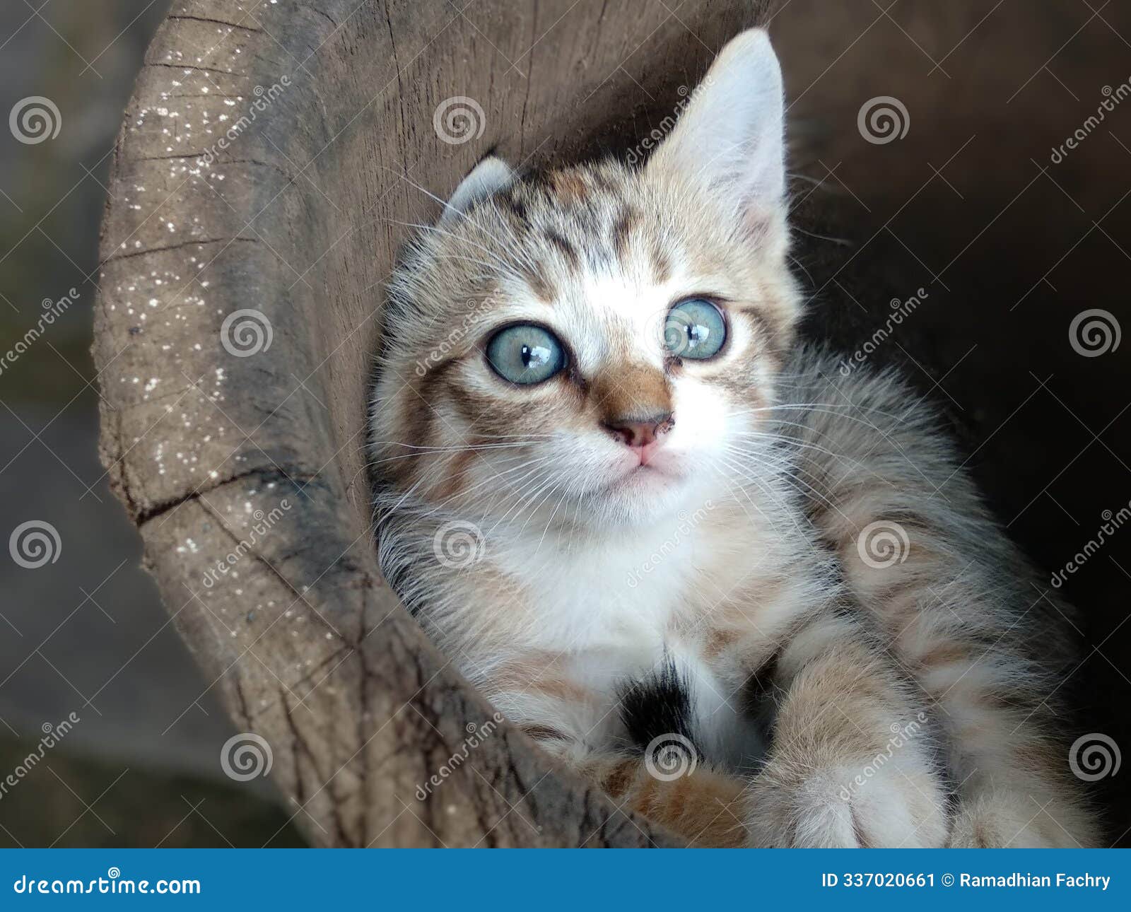 A Cute Cat Looking at the Camera Seriously Stock Image - Image of ...