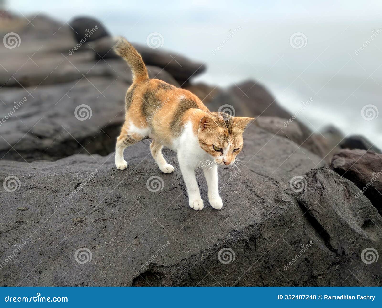 A Cute Cat Looking at the Camera in Sideways Stock Photo - Image of ...