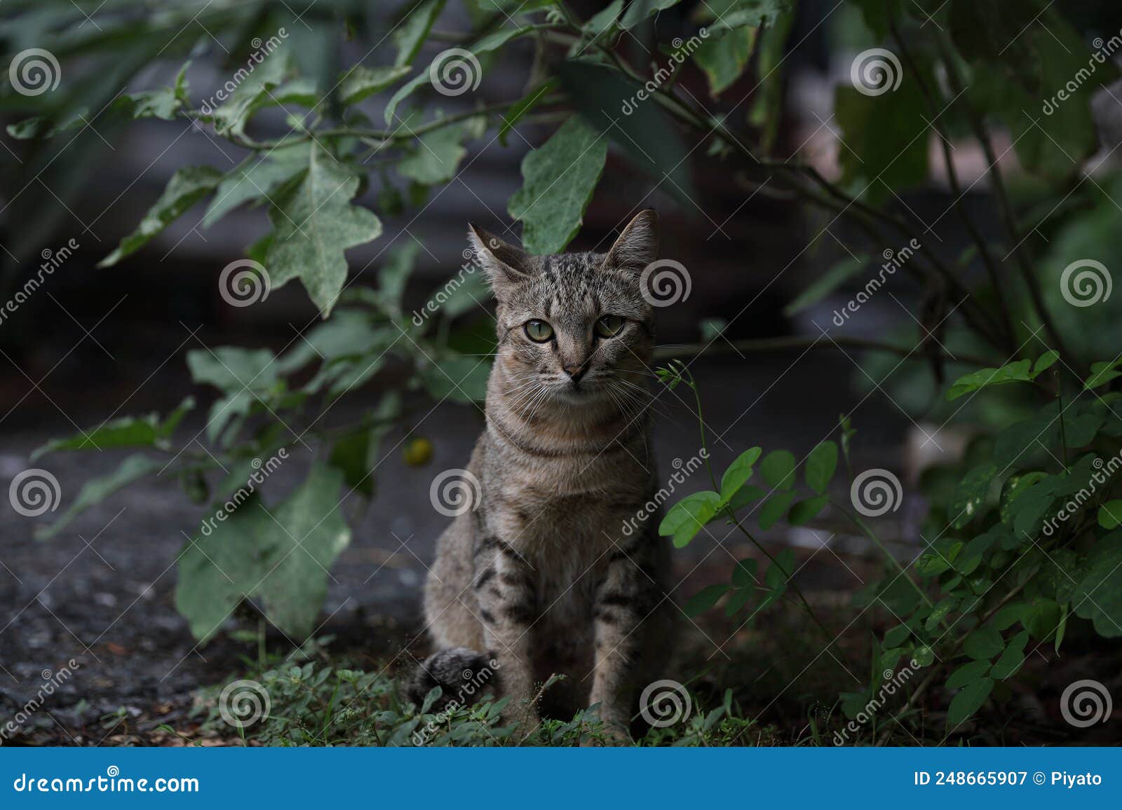Cute Cat Looking in Close Up Stock Image - Image of pets, dark: 248665907