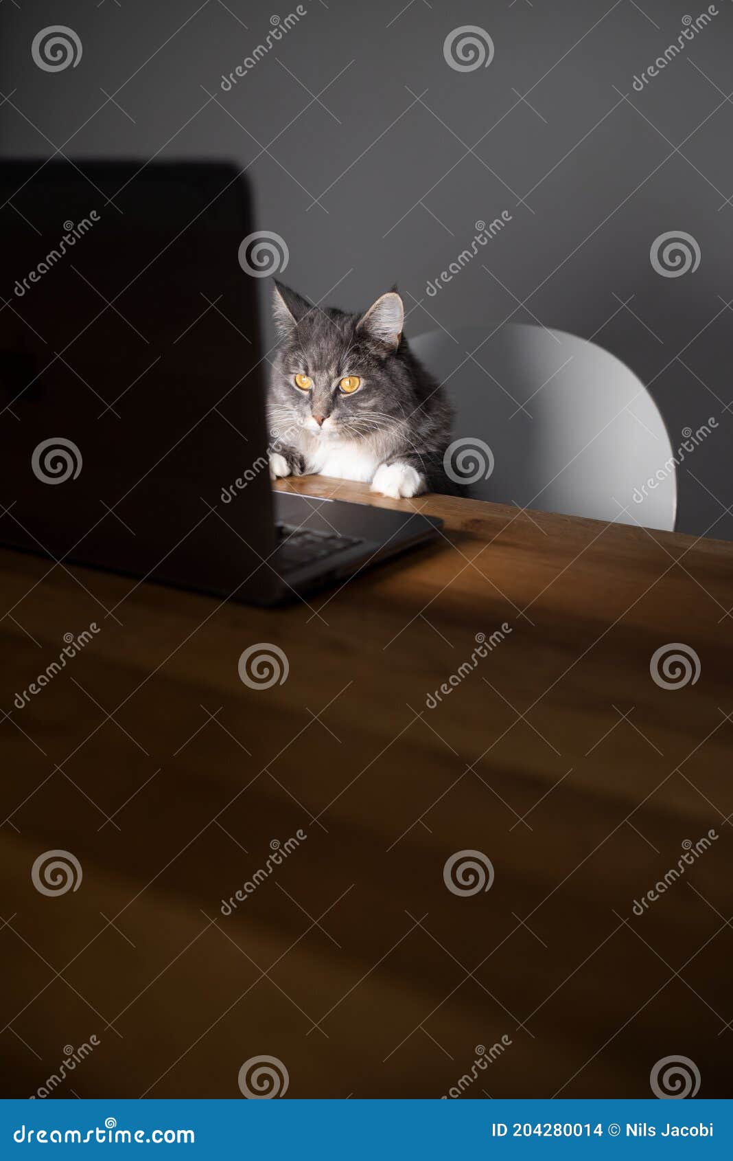 Cute Cat Looking at Computer Screen Stock Photo - Image of tabby ...