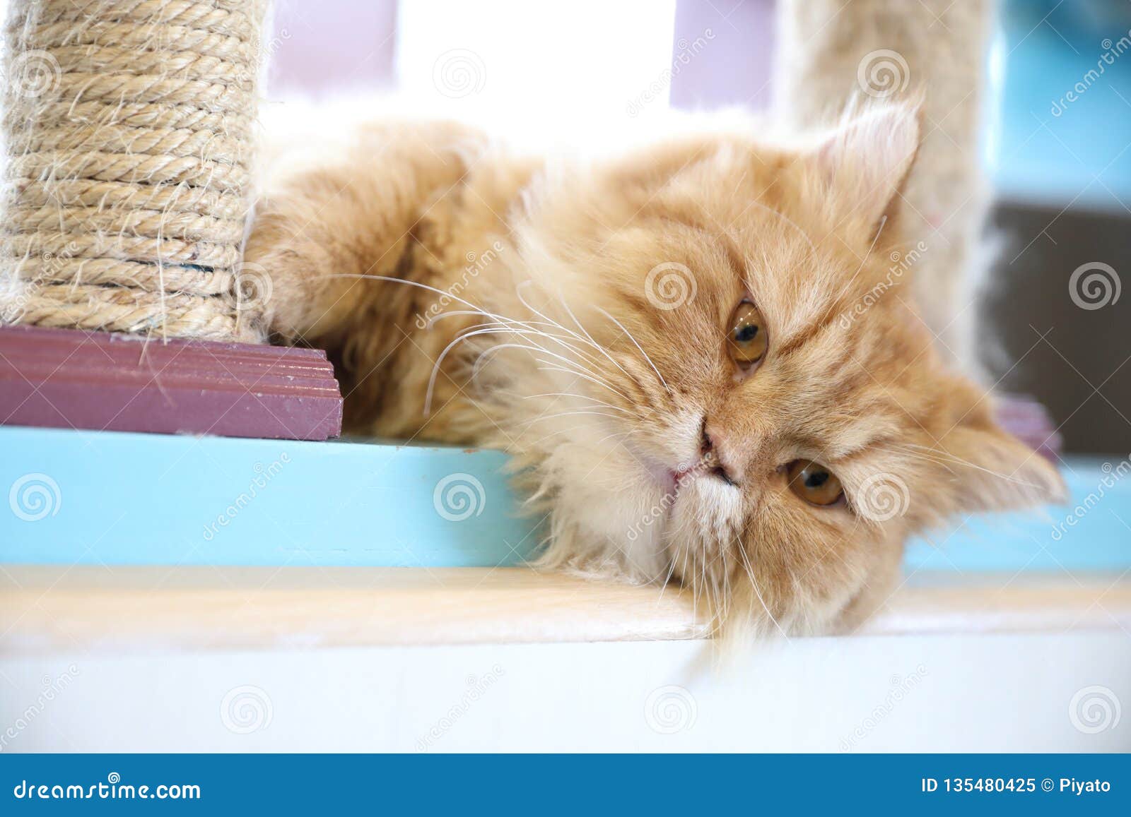 Cute cat looking stock image. Image of eyes, kitty, feline - 135480425