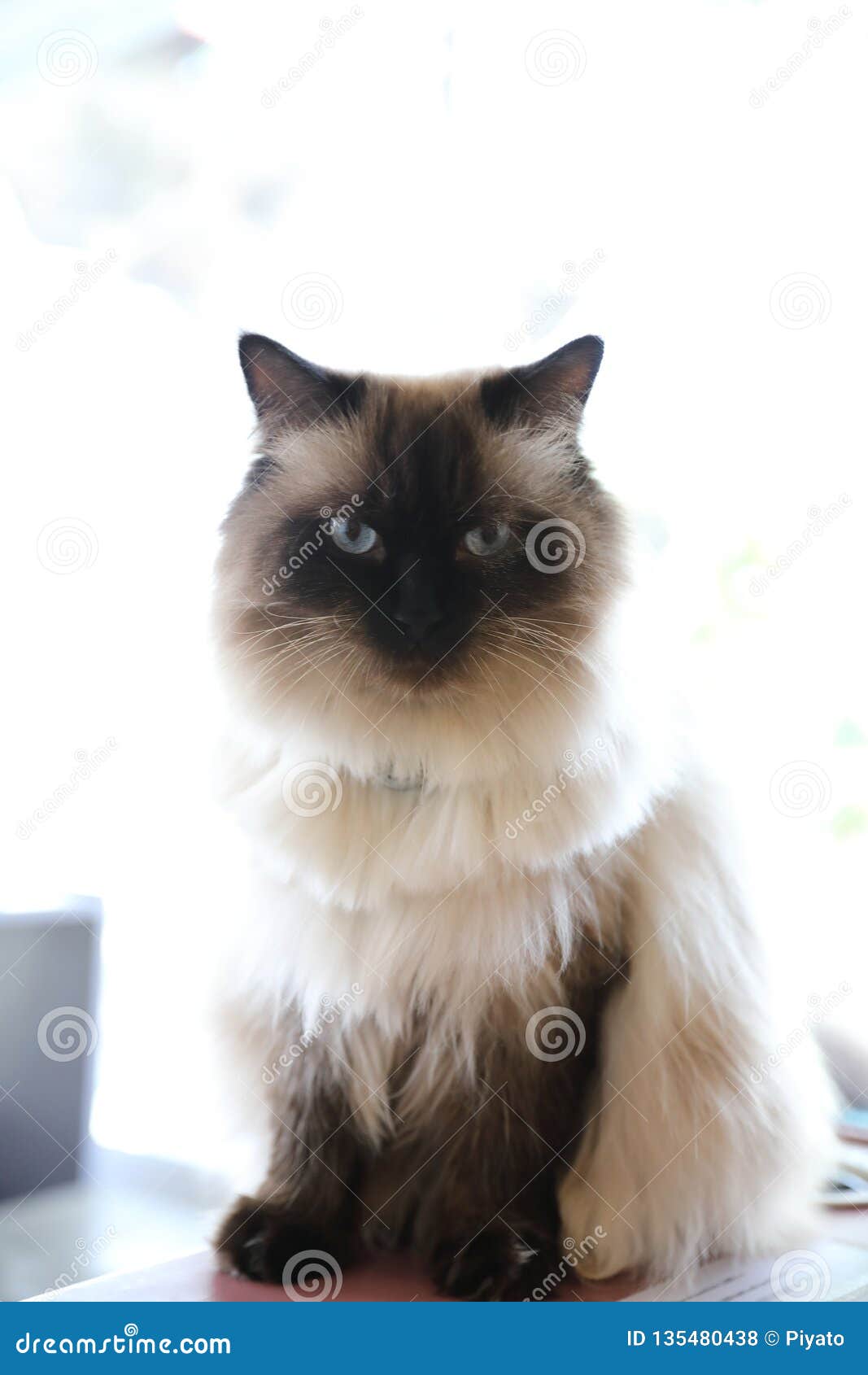 Cute cat looking stock photo. Image of looking, domestic - 135480438