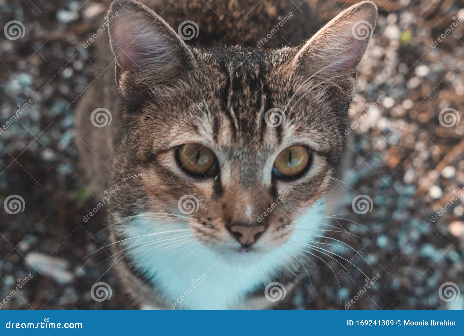 Cute Cat Looking Direct at You Stock Image - Image of looking, cute ...