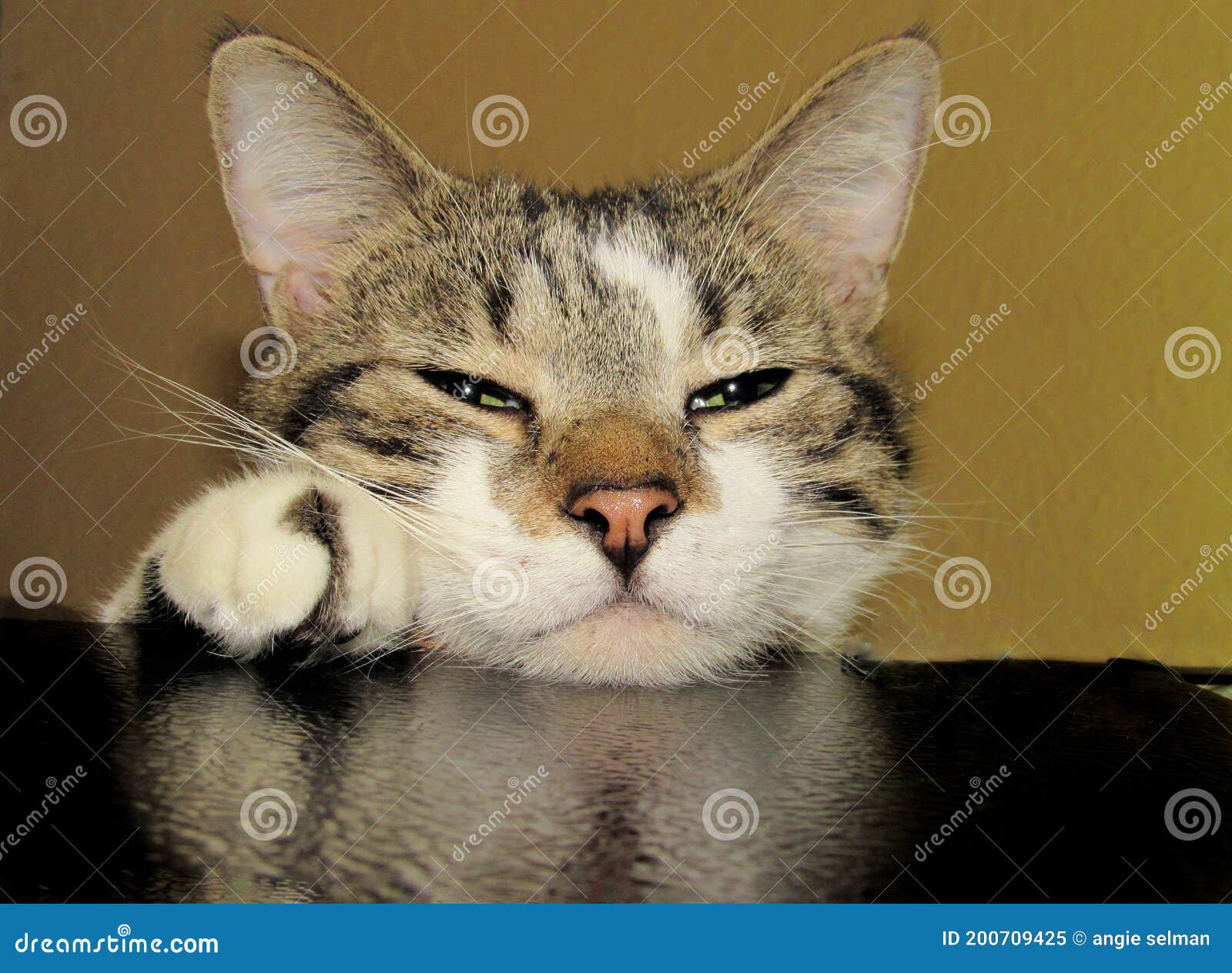 Cute Cat Looking Down Sleeping from Below Stock Image - Image of animal ...