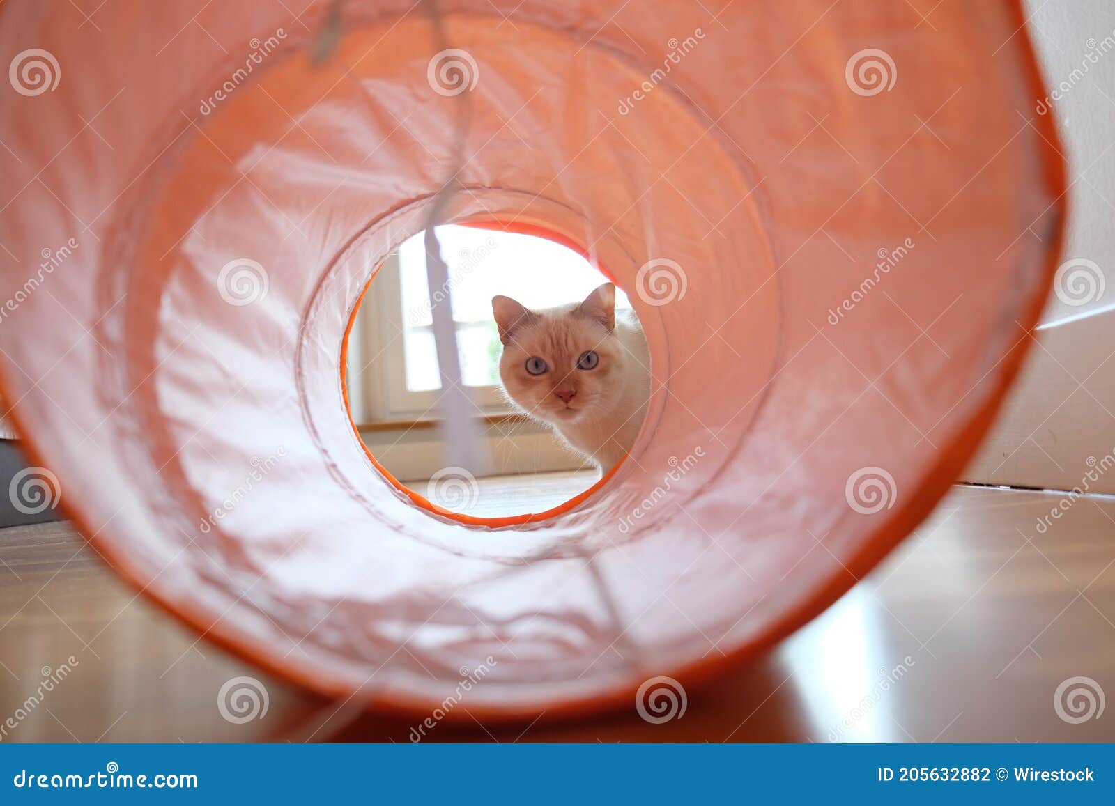 Cute Cat Looking Inside a Cat Tunnel Stock Photo - Image of small ...