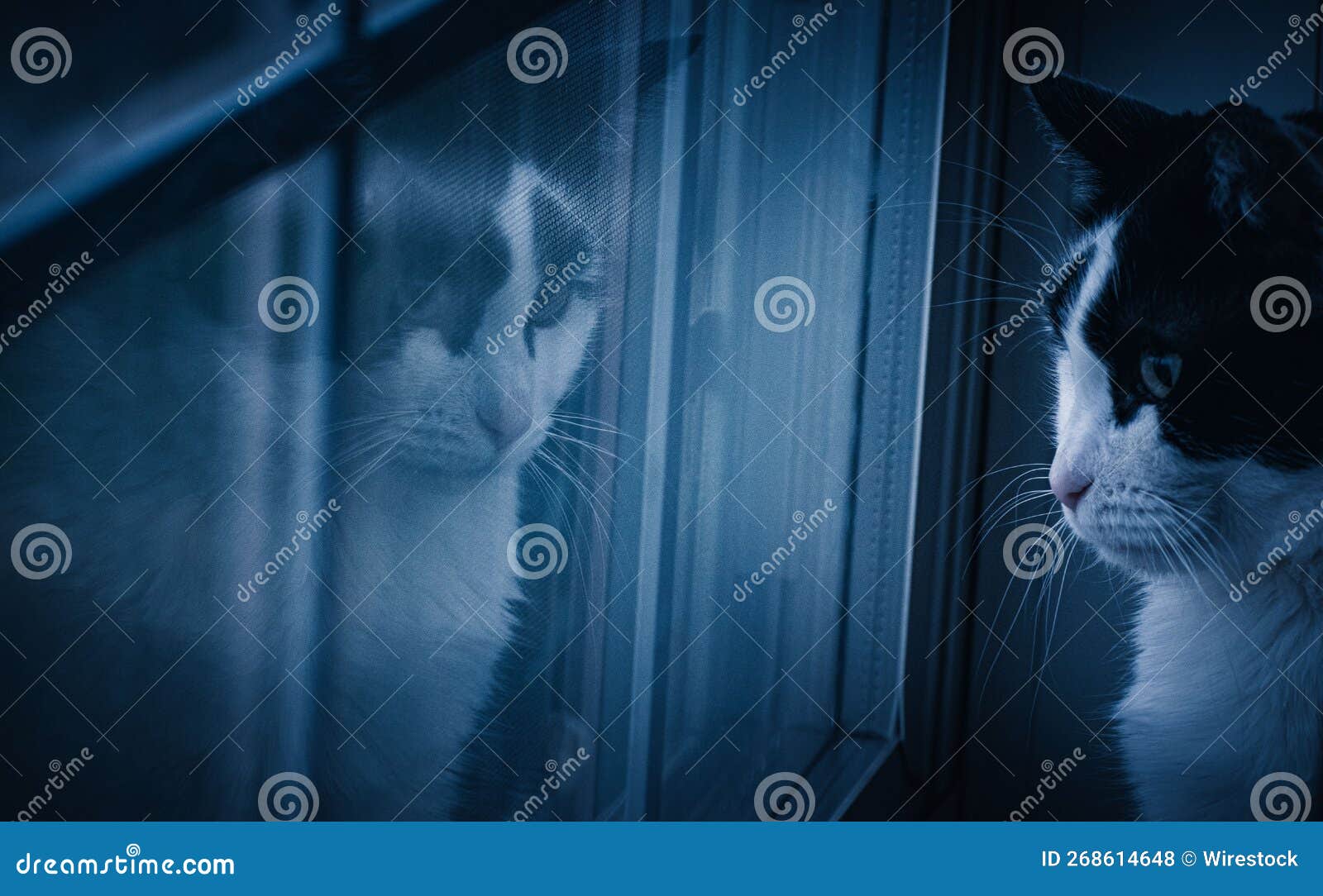 Kitten Cat Reflection Wallpaper Stock Photos - Free & Royalty-Free ...