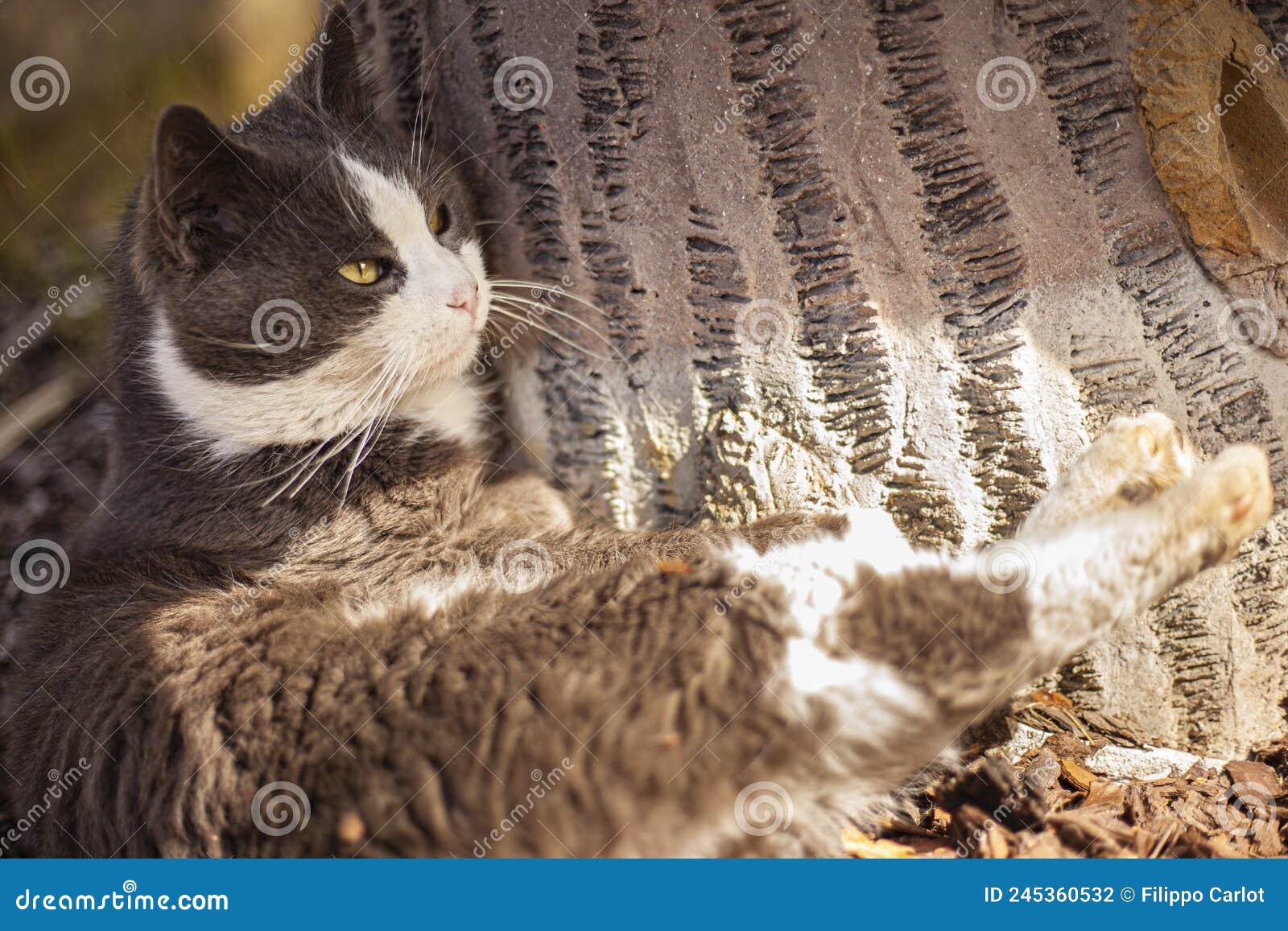 Cute cat looking outdoors stock photo. Image of kitten - 245360532