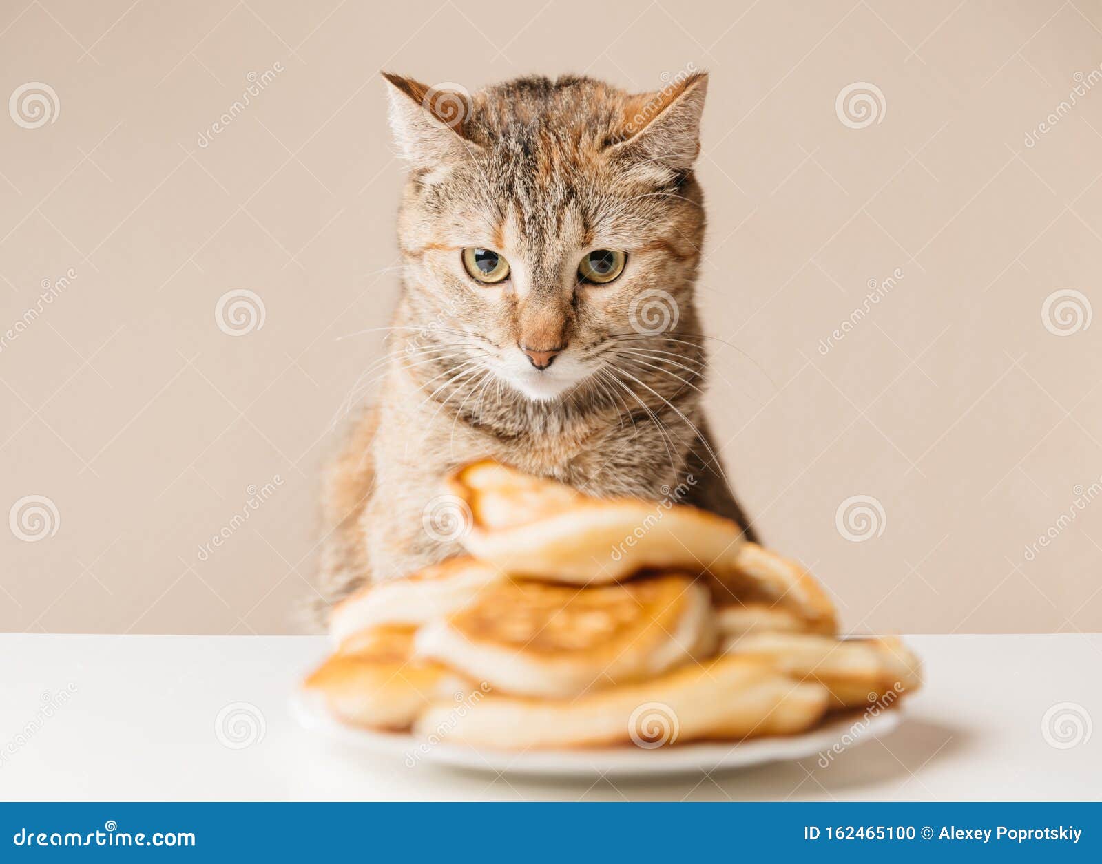 Cute Cat Looking at Pancakes on Table. Stock Photo - Image of cooking ...