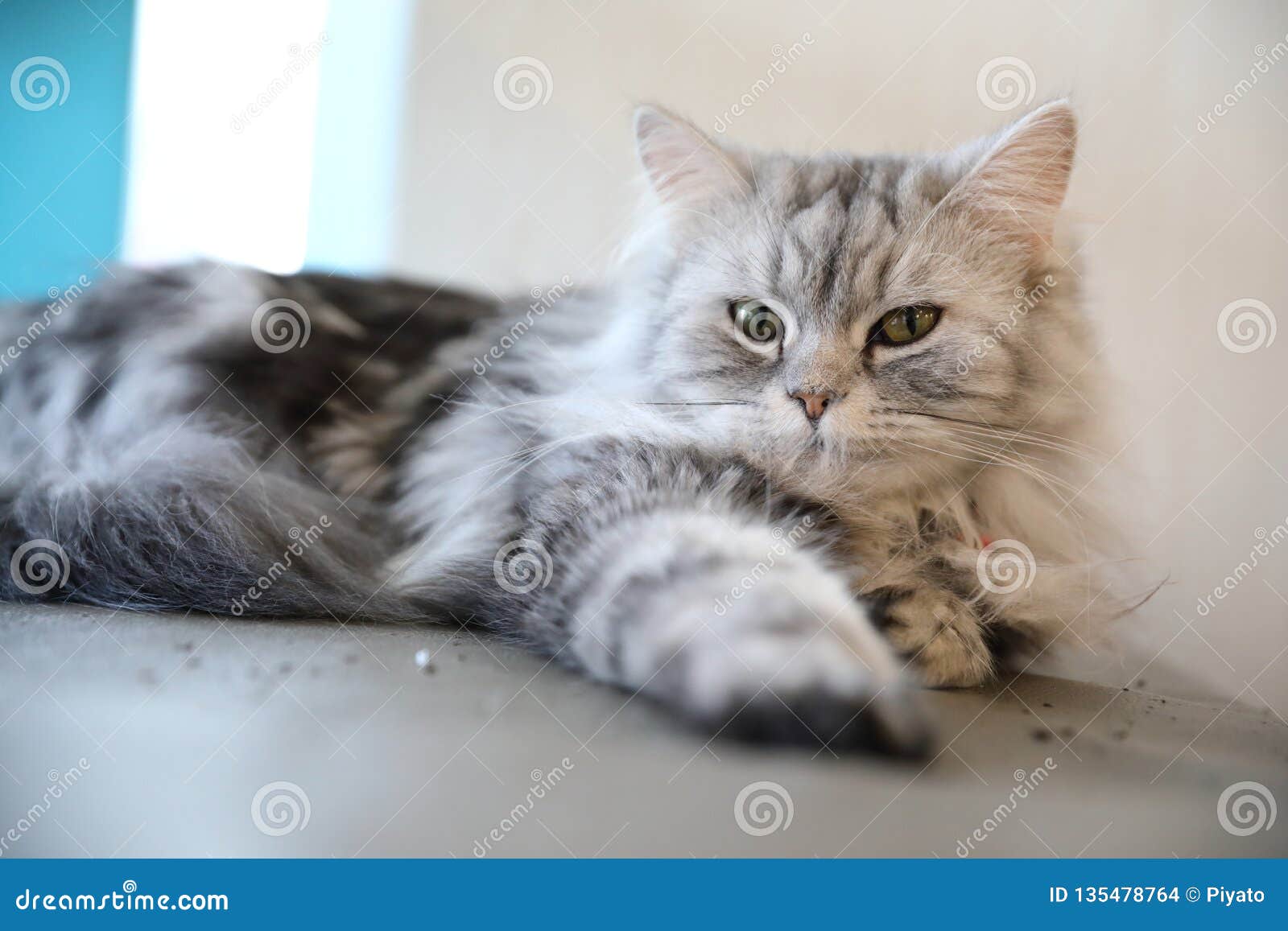 Cute cat looking relax stock photo. Image of funny, close - 135478764