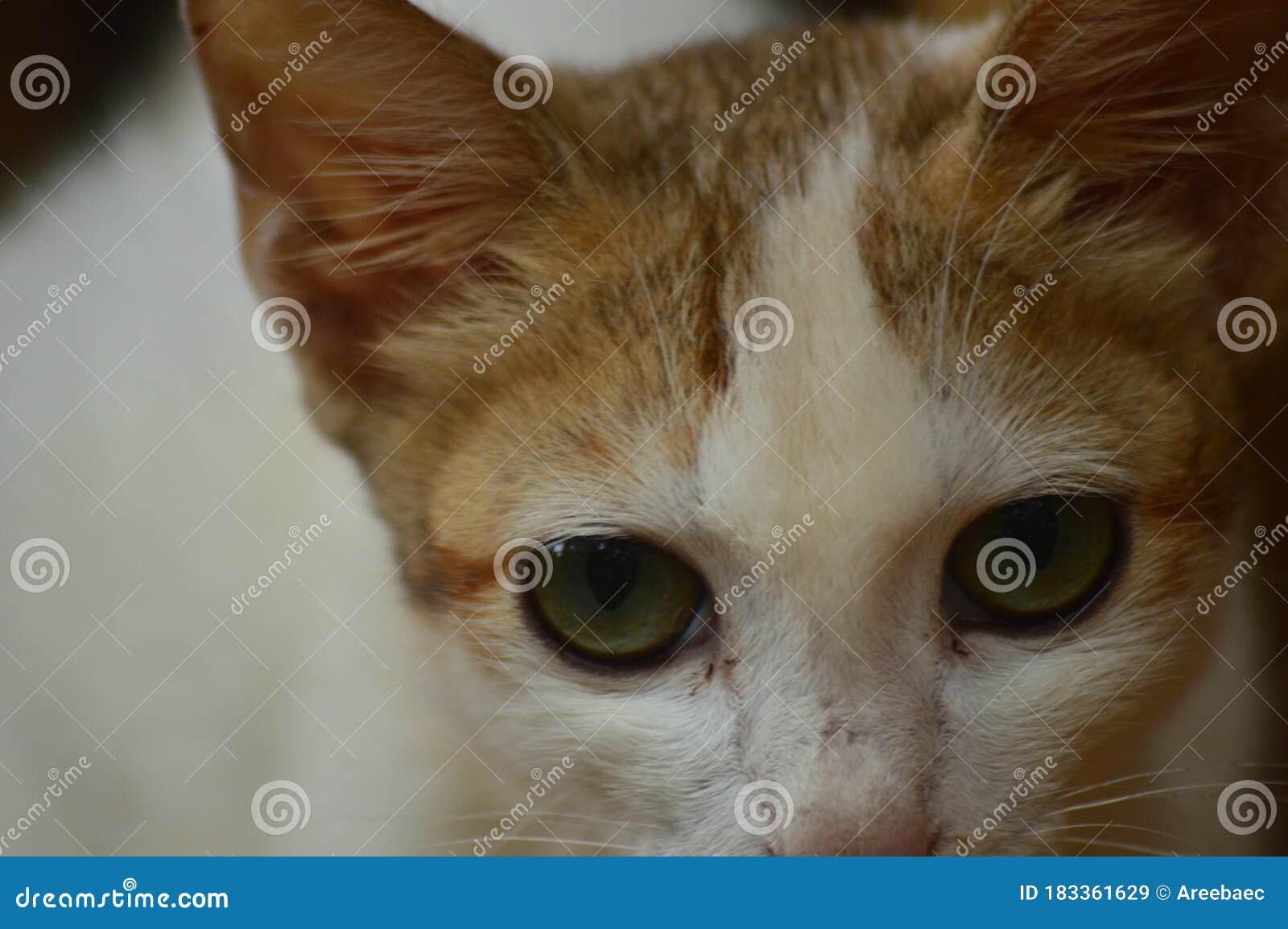 Cute cat looking sharp stock image. Image of cute, mammal - 183361629
