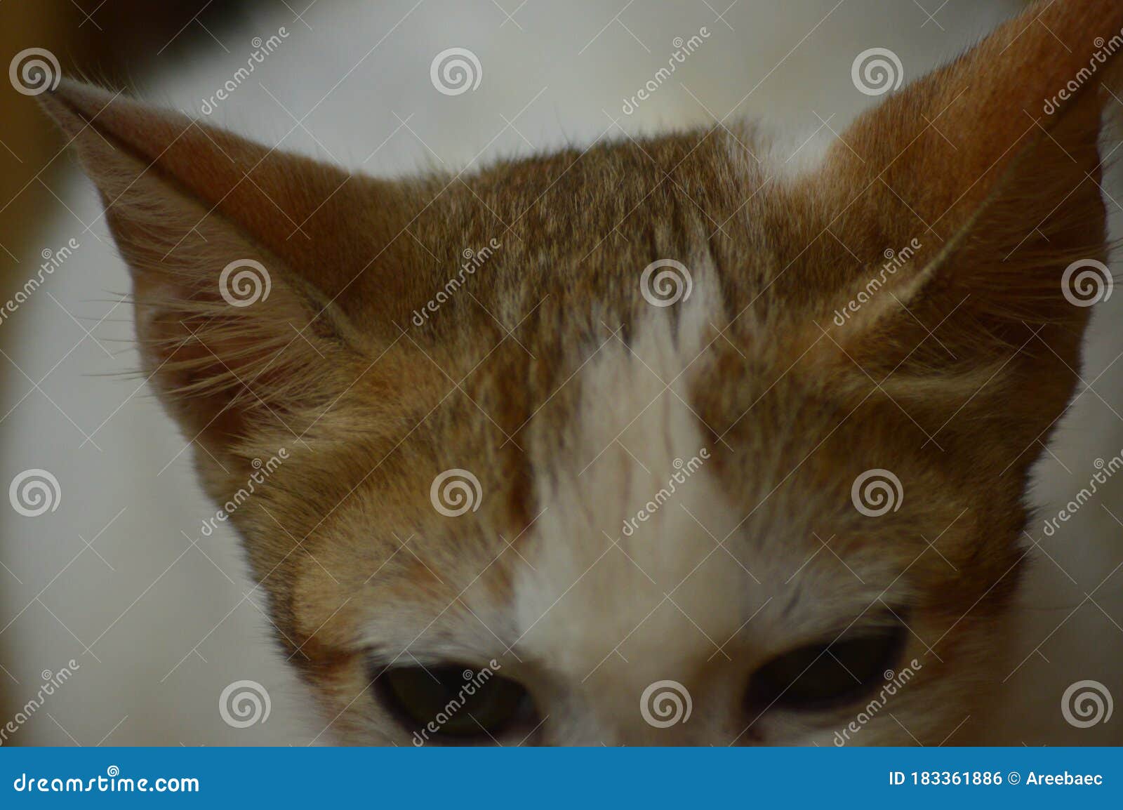 Cute cat looking sharp stock photo. Image of nose, kitten - 183361886
