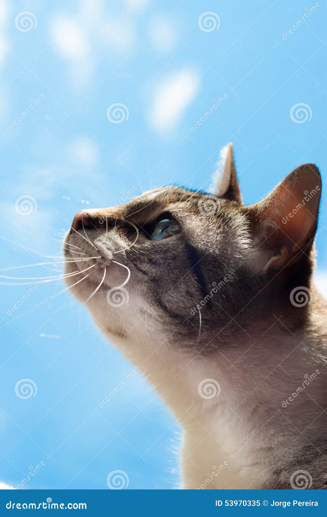 Cute Cat Looking at the Sky Stock Image - Image of ears, animal: 53970335