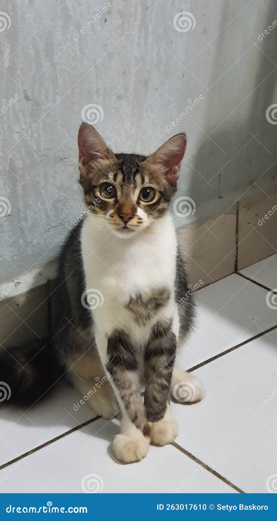 Cute Cat that Looking at You Stock Photo - Image of kitten, kitty ...