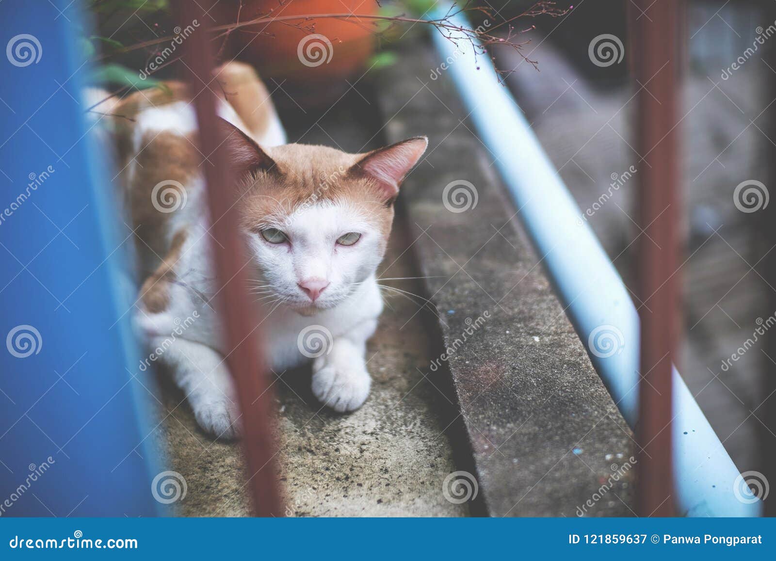 A cute cat looking at you stock image. Image of pets - 121859637