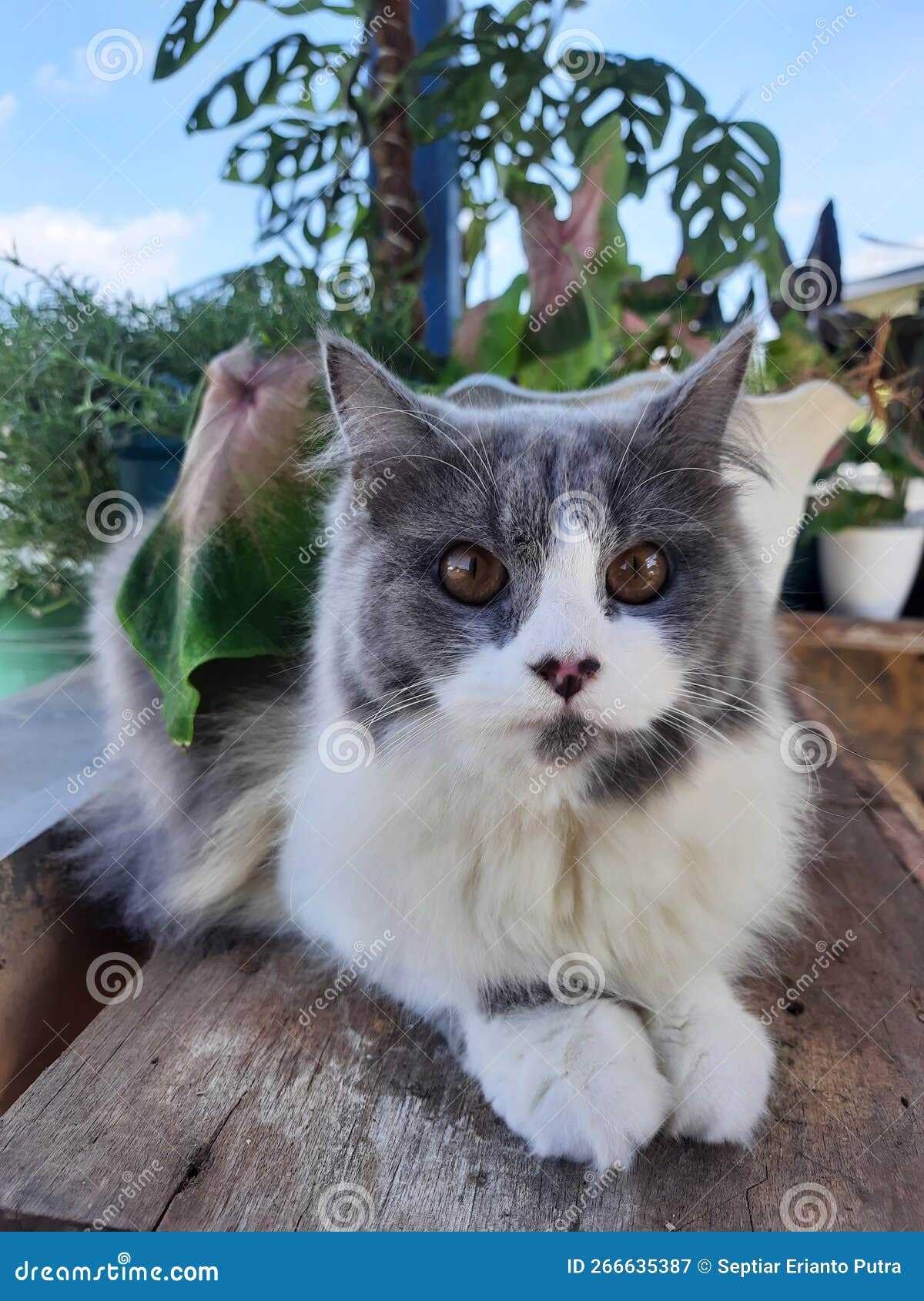 A Cute Cat Looks at the Camera with a Sharp Gaze Stock Image - Image of ...